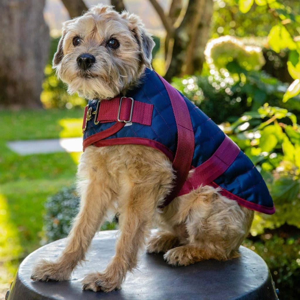 Dog Saddle – ADMIRE EXIM